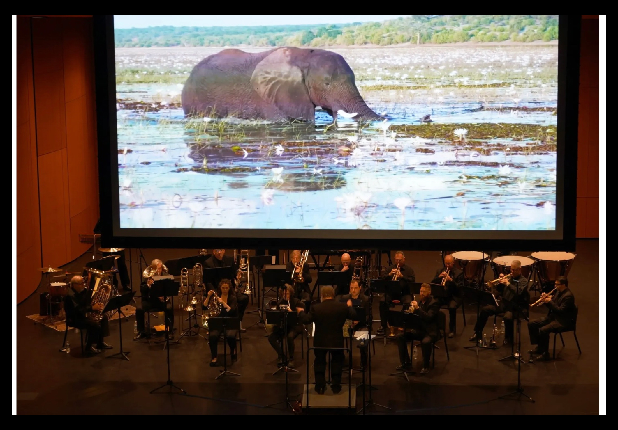 Nicole Buetti on The Elephant Who Waved Back - Telly Awards